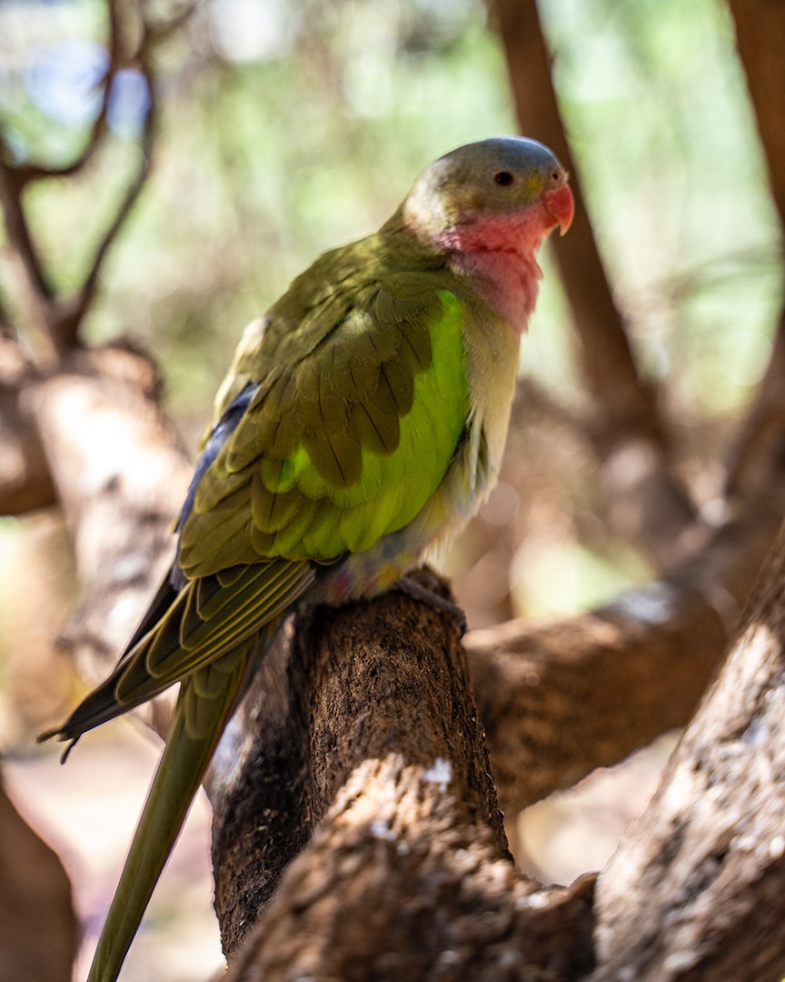 Perth to Kalbarri Road Trip Itinerary – An Exciting 5 Day Adventure