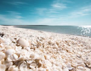 Top 10 Things To Do In Shark Bay, Western Australia - The Road Is Life