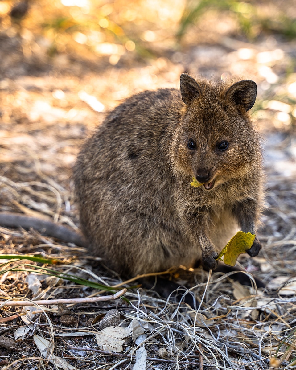 Day Trip to Rottnest Island from Perth - The Perfect One Day Itinerary