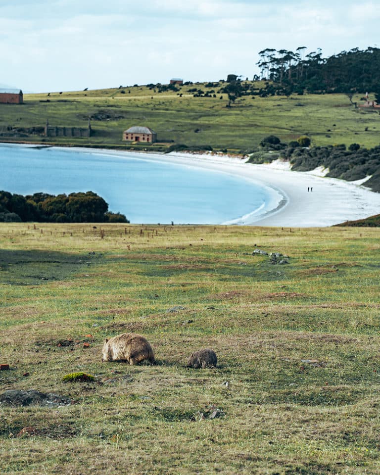 Maria Island Day Trip Itinerary - How to Spend One Day on Maria Island