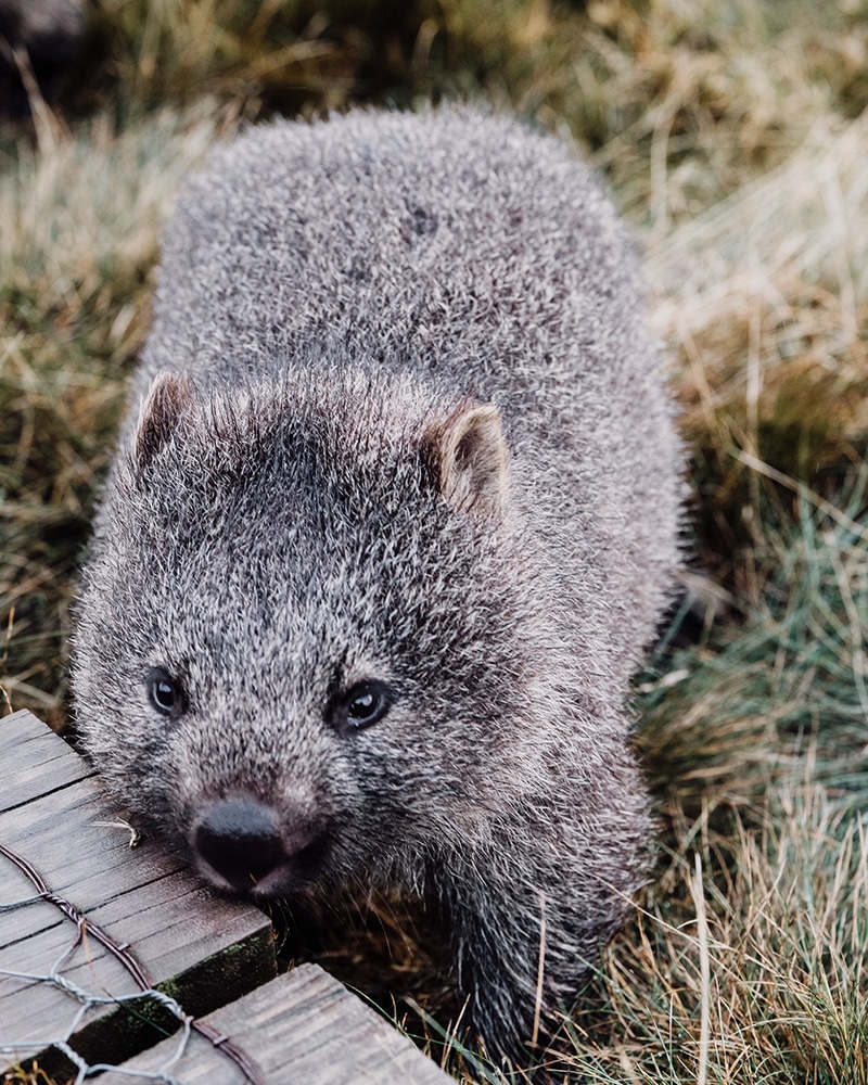 Hobart to Cradle Mountain - An Epic 4 Day Tasmania Road Trip