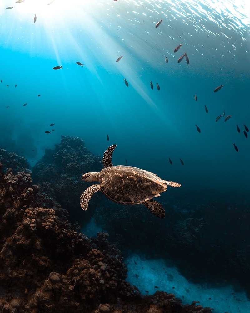 10 Best Places to See Turtles in Maui - On Land and In the Ocean