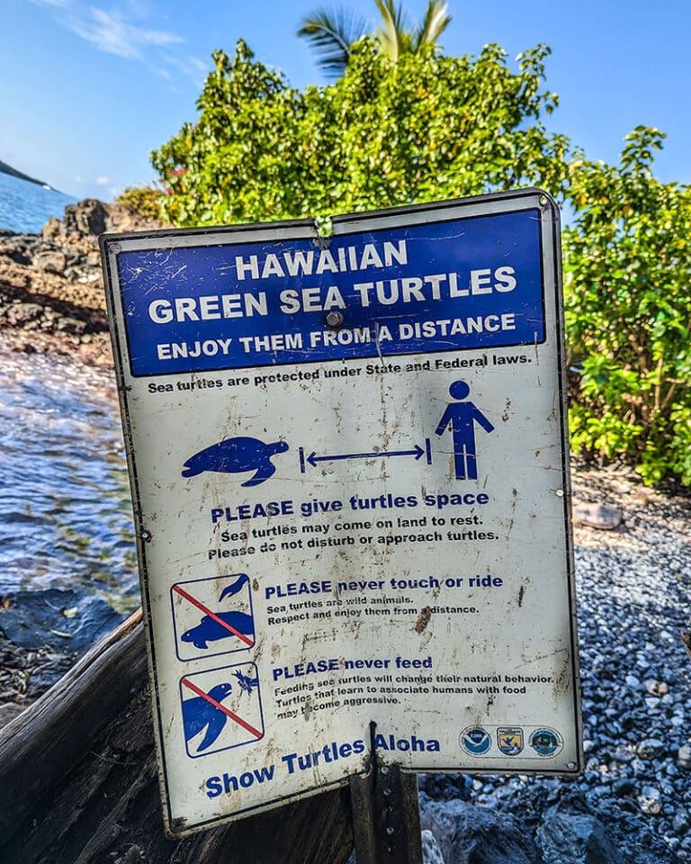 10 Best Places to See Turtles in Maui - On Land and In the Ocean