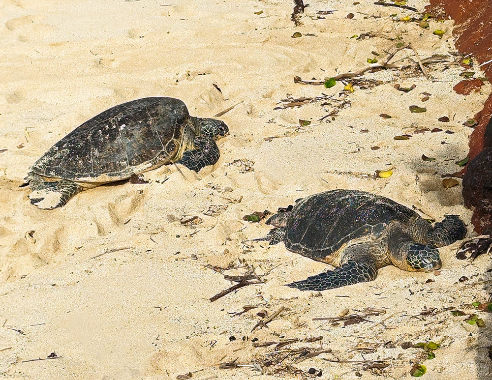 10 Best Places to See Turtles in Maui - On Land and In the Ocean